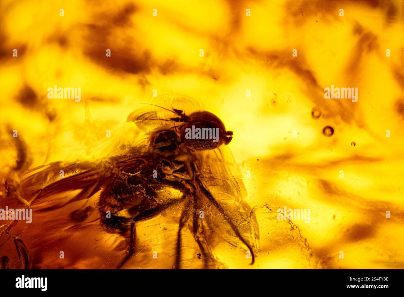 Fly trapped in amber. Micro photography extreme close-up. microscope ...