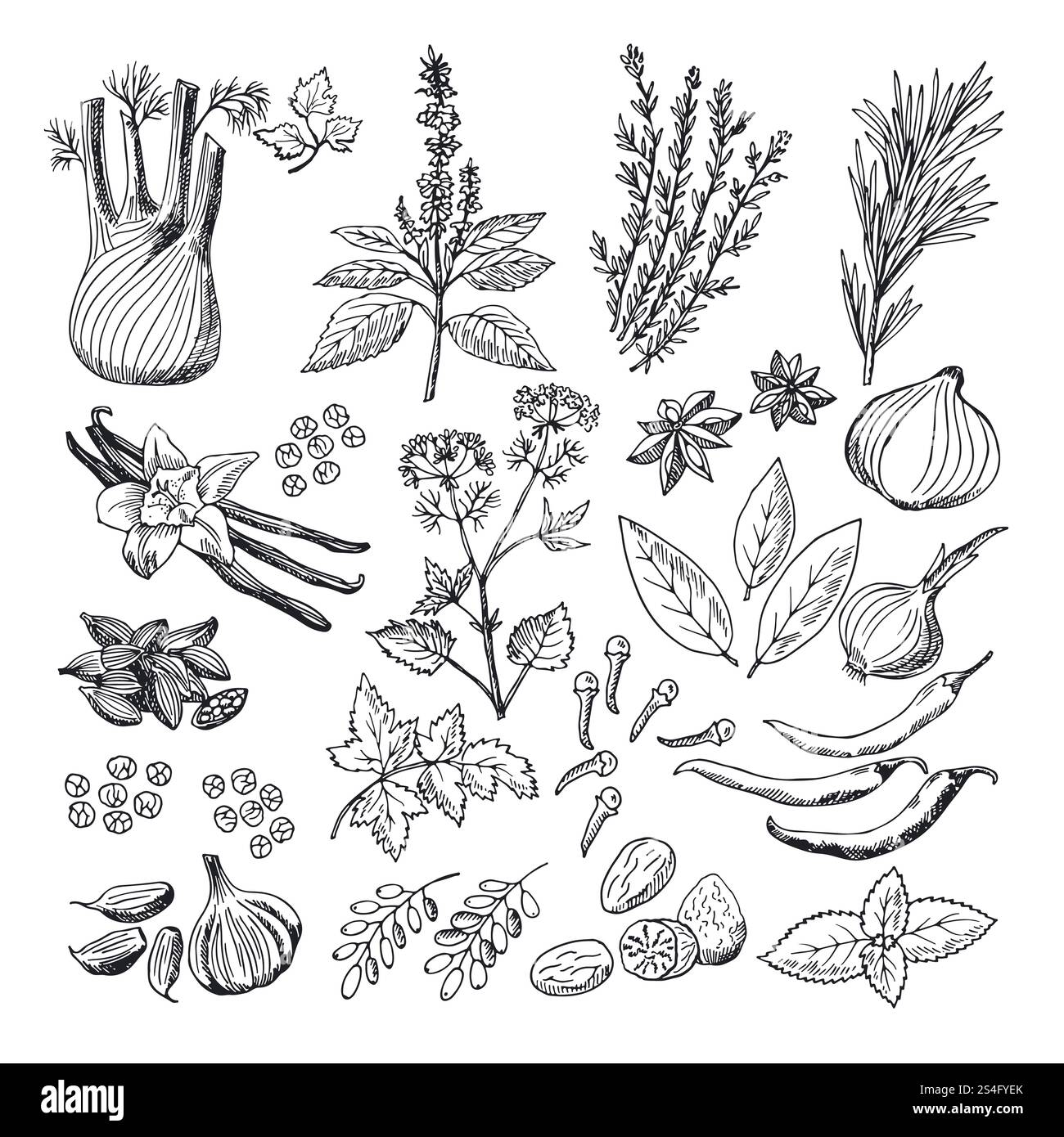 Sketch illustrations of spices and herbs. Vintage hand drawn vector ...