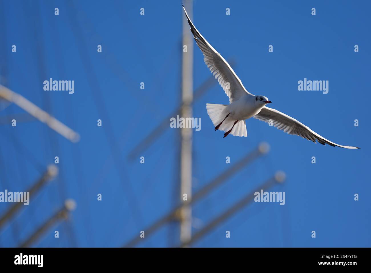 Hamburg, Germany. 12th Jan, 2025. A seagull flies in front of the ...