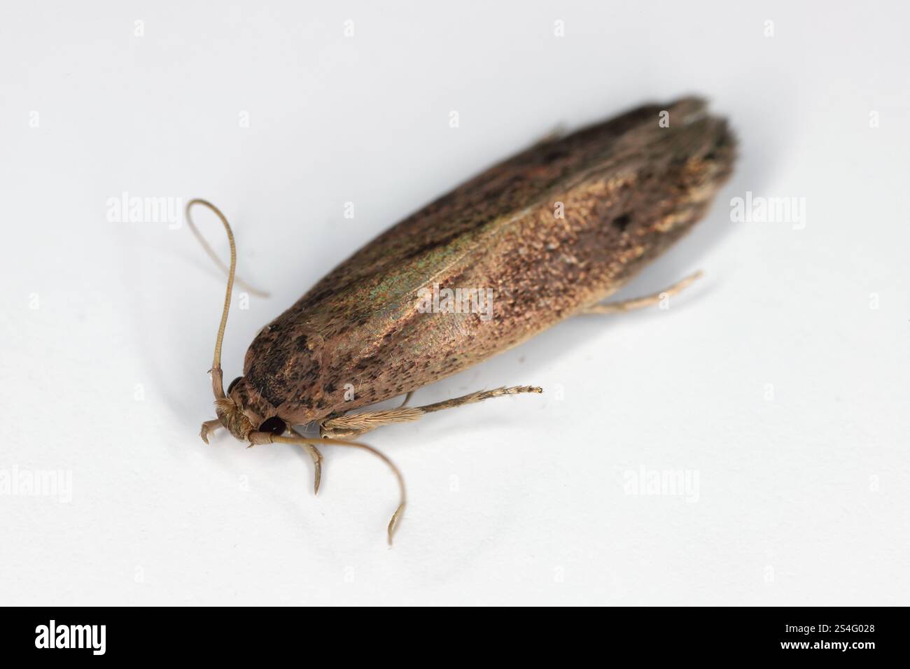 Banana moth also called Sugar-cane Moth, Opogona sacchari. A dangerous ...