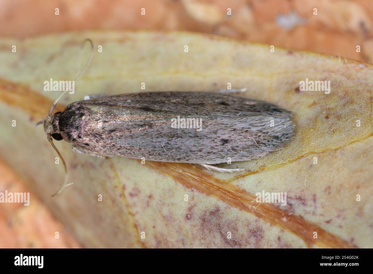 Banana moth also called Sugar-cane Moth, Opogona sacchari. A dangerous ...