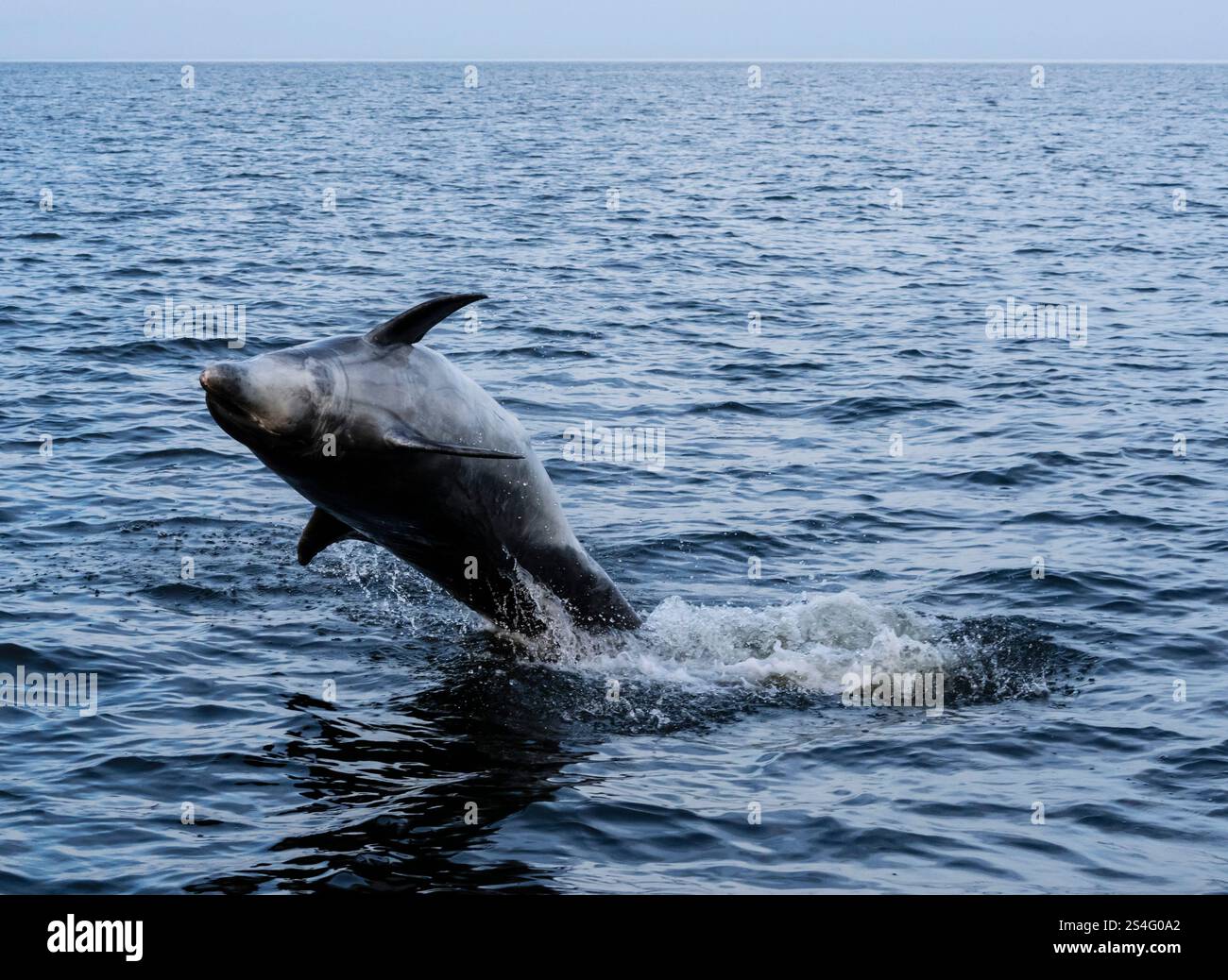 Berwick alba hi-res stock photography and images - Alamy