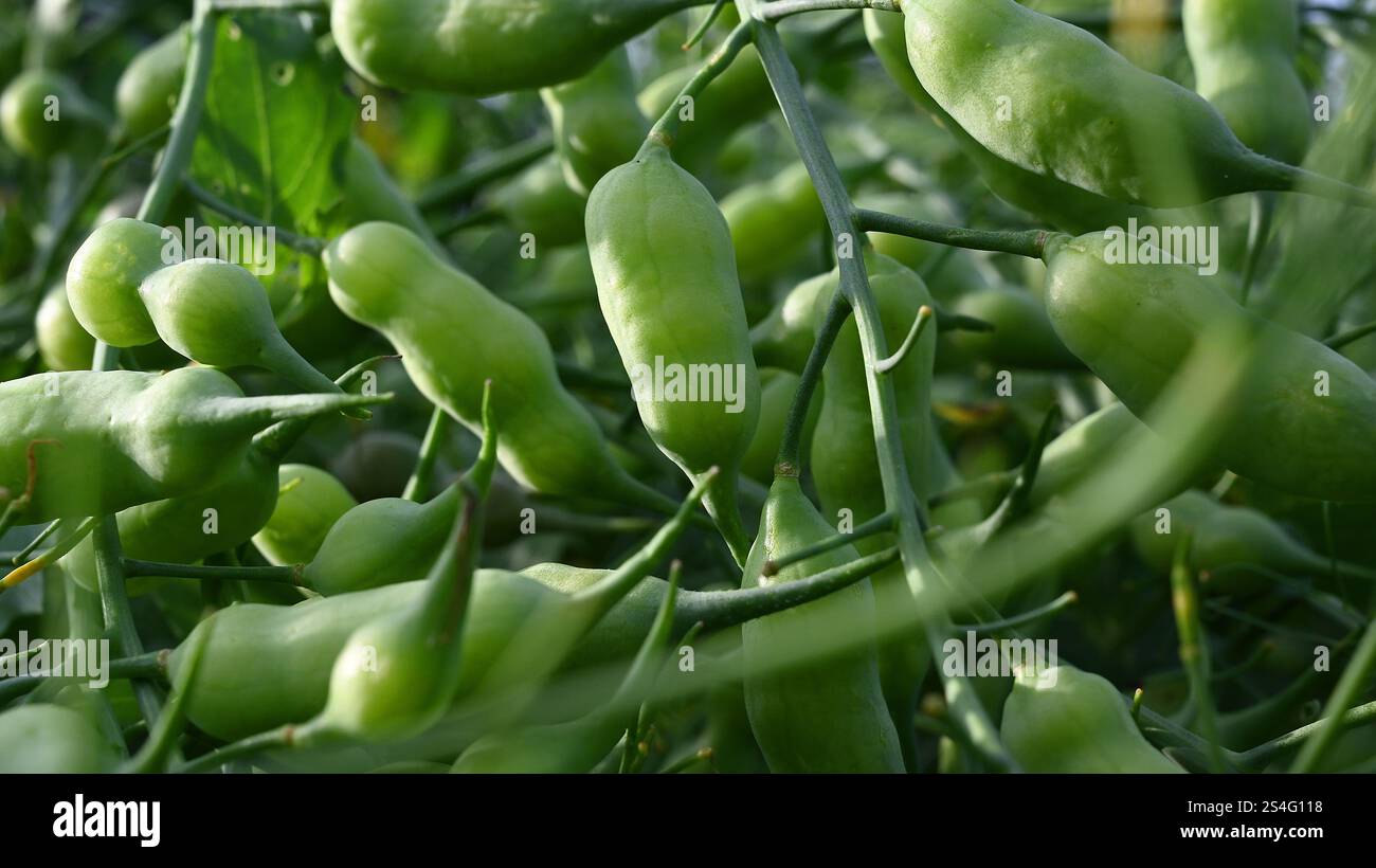 Green soya soybean edamame cultivation field for vegan food. Farming ...