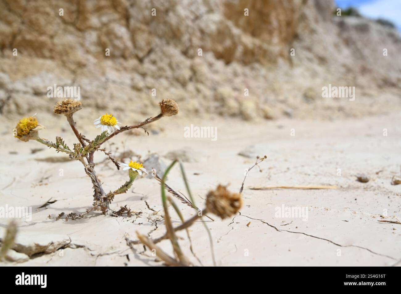 Dry cracks erosion sediment background geology in biosphere Reserve ...