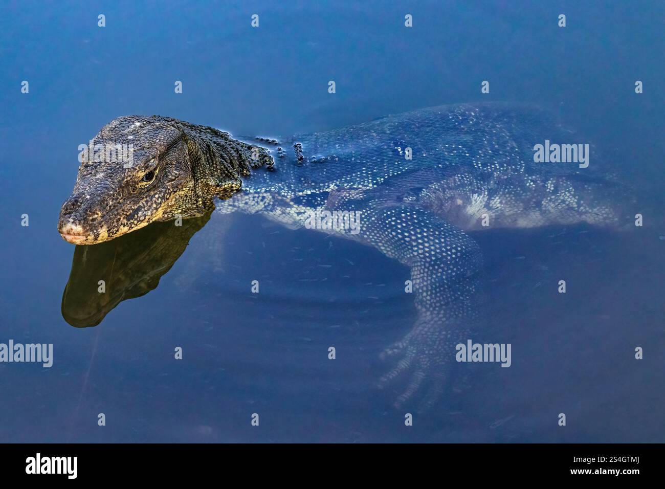 Asian Water Monitor lizard (Varanus salvator) in lake at Lumphini Park ...