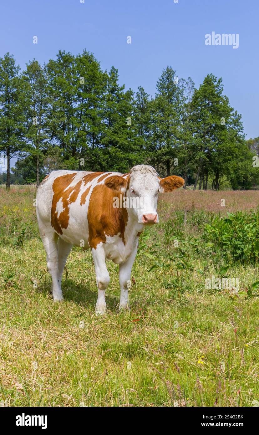 Typical dutch cow in the landscape of Drenthe, Netherlands Stock Photo ...