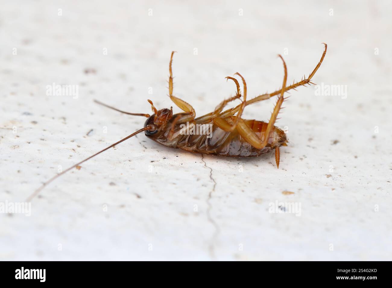 Dead American cockroach (Periplaneta americana) close-up of wingless ...