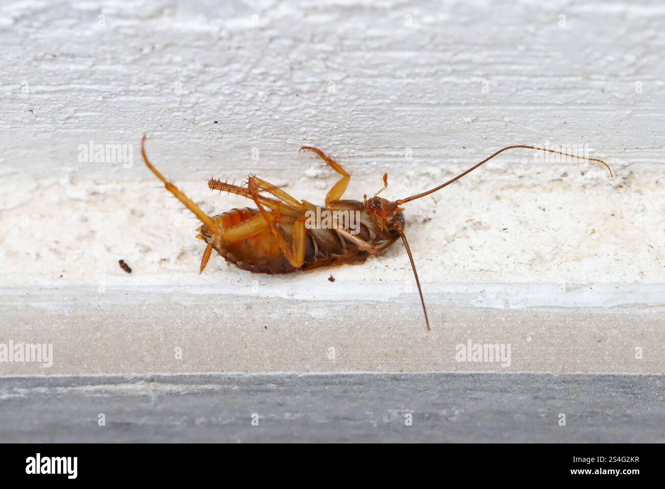 Dead American cockroach (Periplaneta americana) close-up of wingless ...