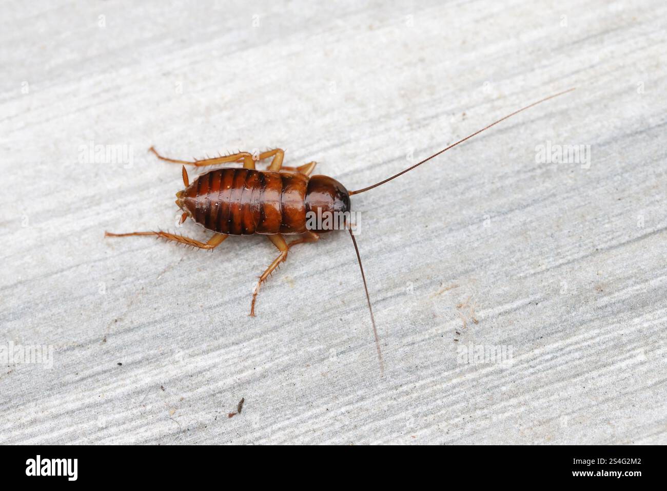 Wingless larva of American cockroach, Periplaneta americana. Close-up ...