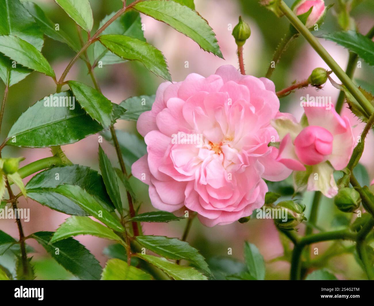 Beautiful blooming pink rose hi-res stock photography and images - Alamy