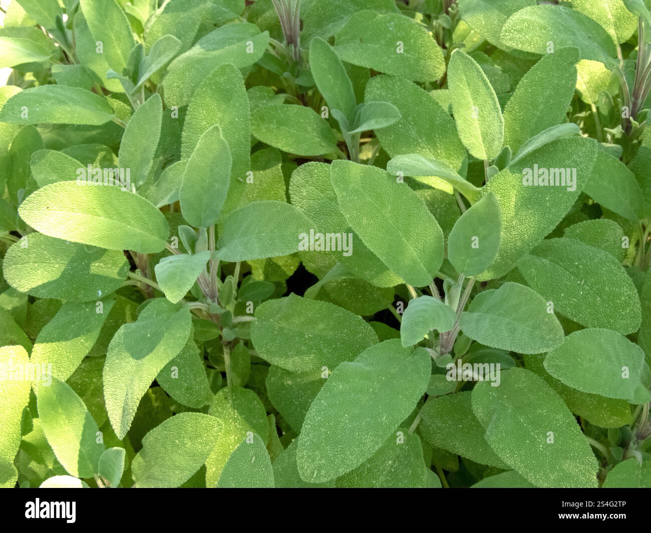 Common sage or sage perennial evergreen subshrub. Salvia officinalis ...
