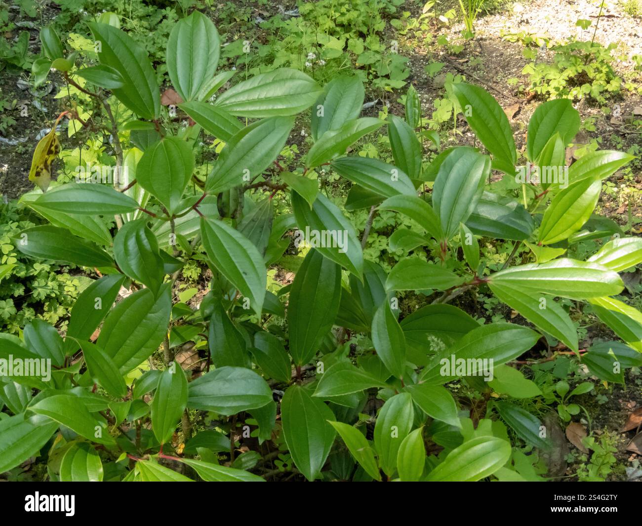 David viburnum evergreen shrub with large glossy oval leaves. Viburnum ...