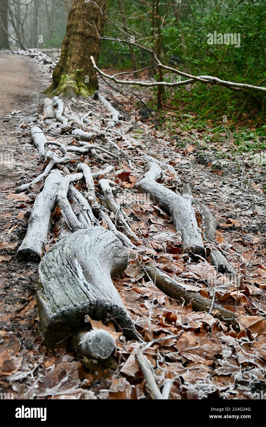 queens wood north london with frost ice and mist- trees, bushes, leaves ...