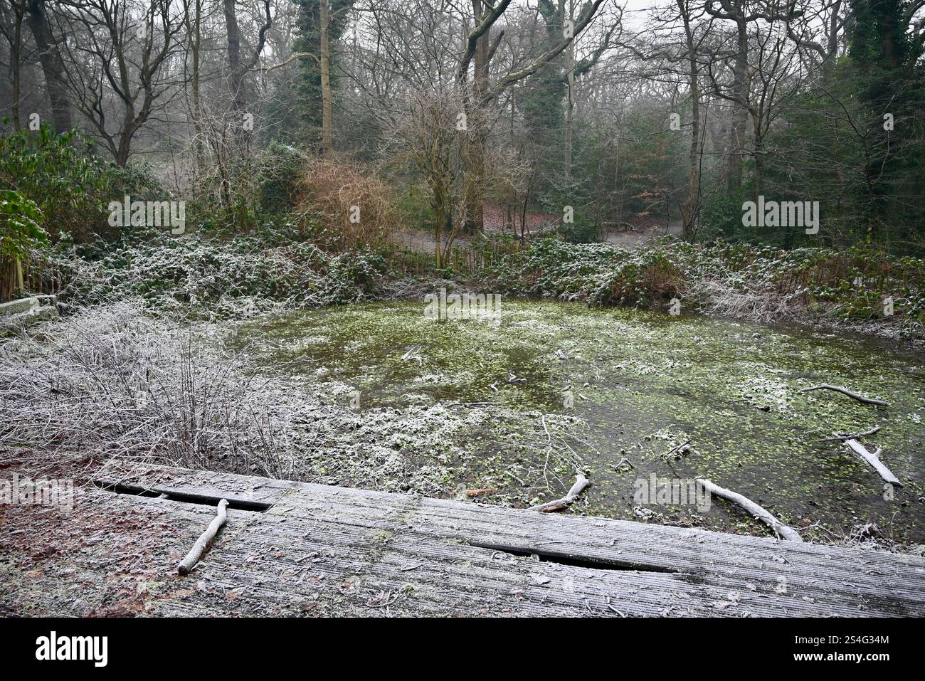 queens wood north london with frost ice and mist- trees, bushes, leaves ...