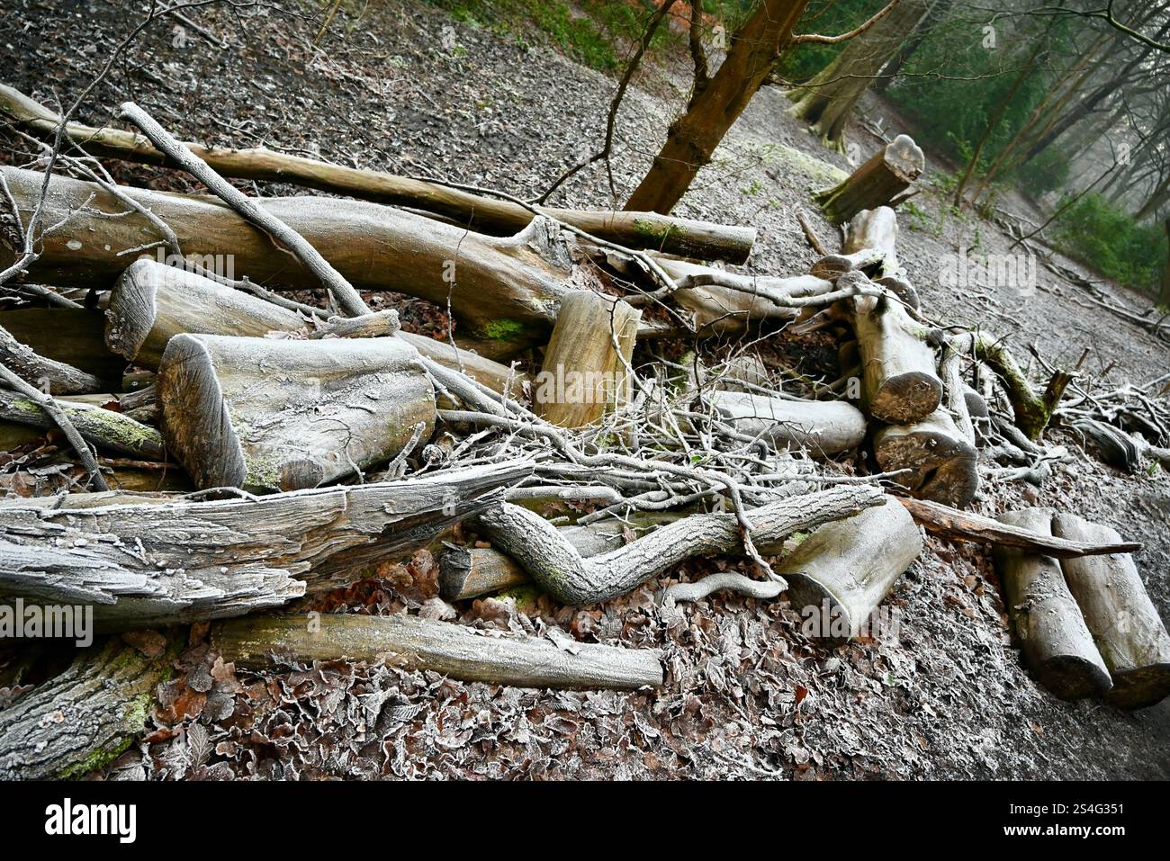 queens wood north london with frost ice and mist- trees, bushes, leaves ...