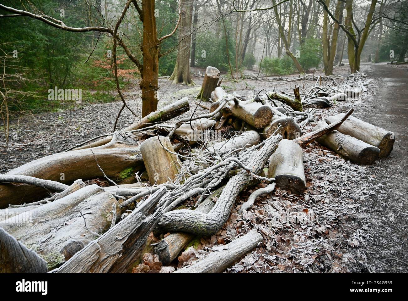 queens wood north london with frost ice and mist- trees, bushes, leaves ...