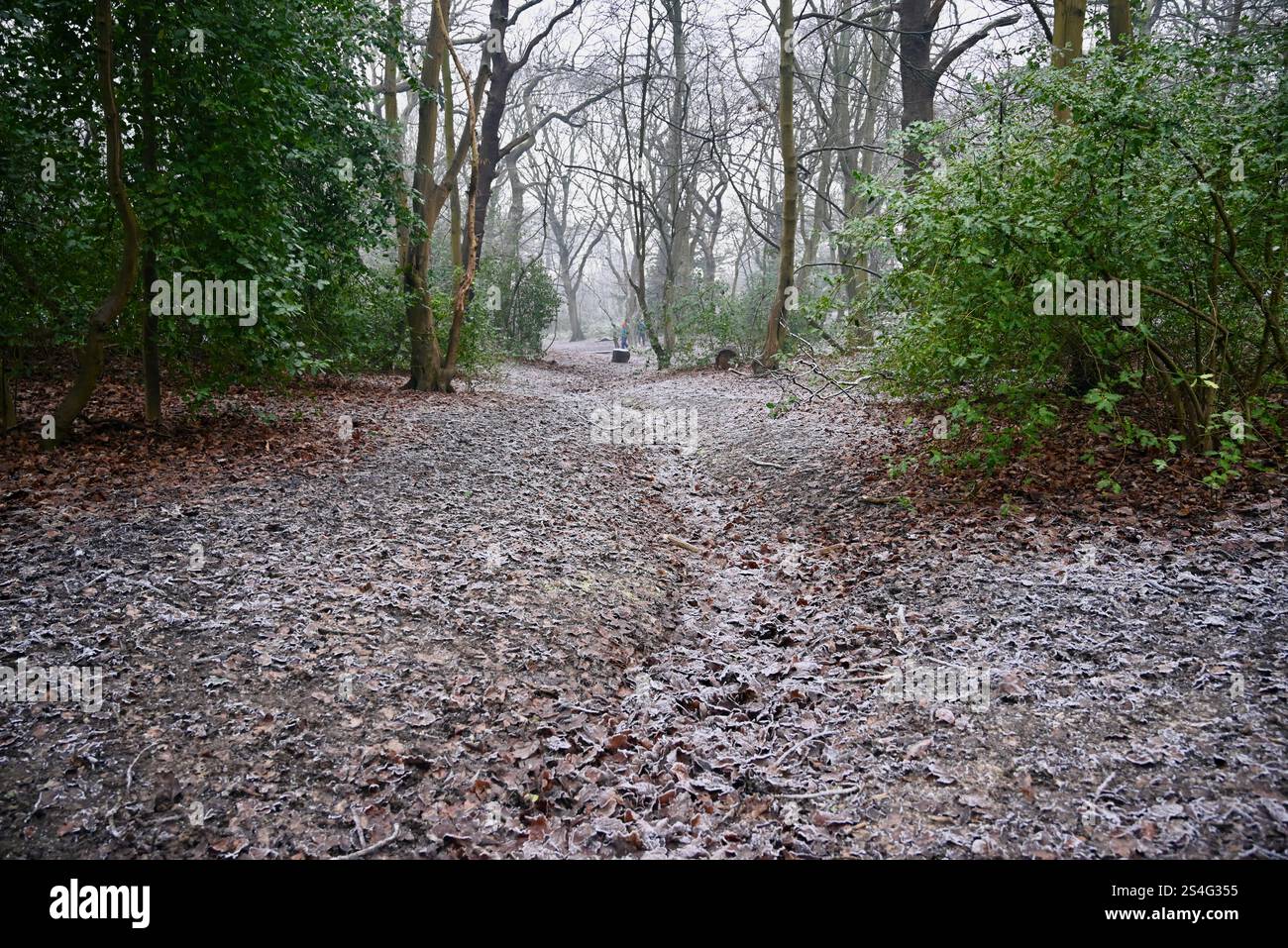 queens wood north london with frost ice and mist- trees, bushes, leaves ...