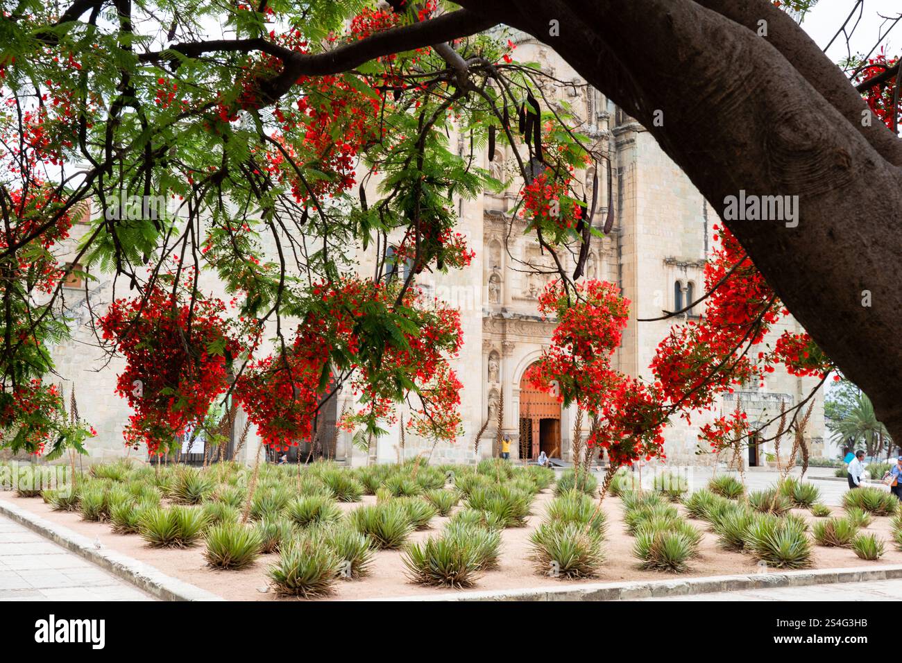 Flame tree with red flowers in the Mexico Stock Photo - Alamy