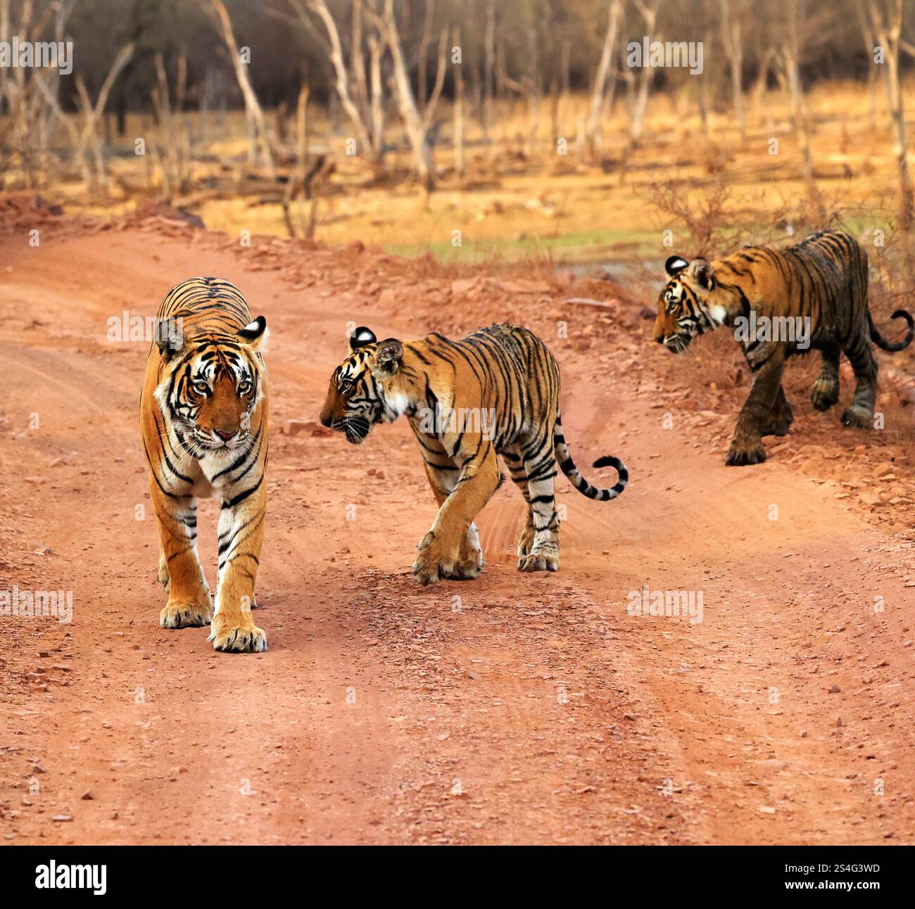 The magnificent Royal Bengal Tigers of India Stock Photo - Alamy