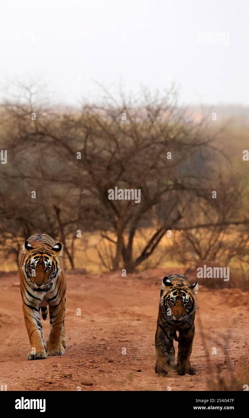 The magnificent Royal Bengal Tigers of India Stock Photo - Alamy