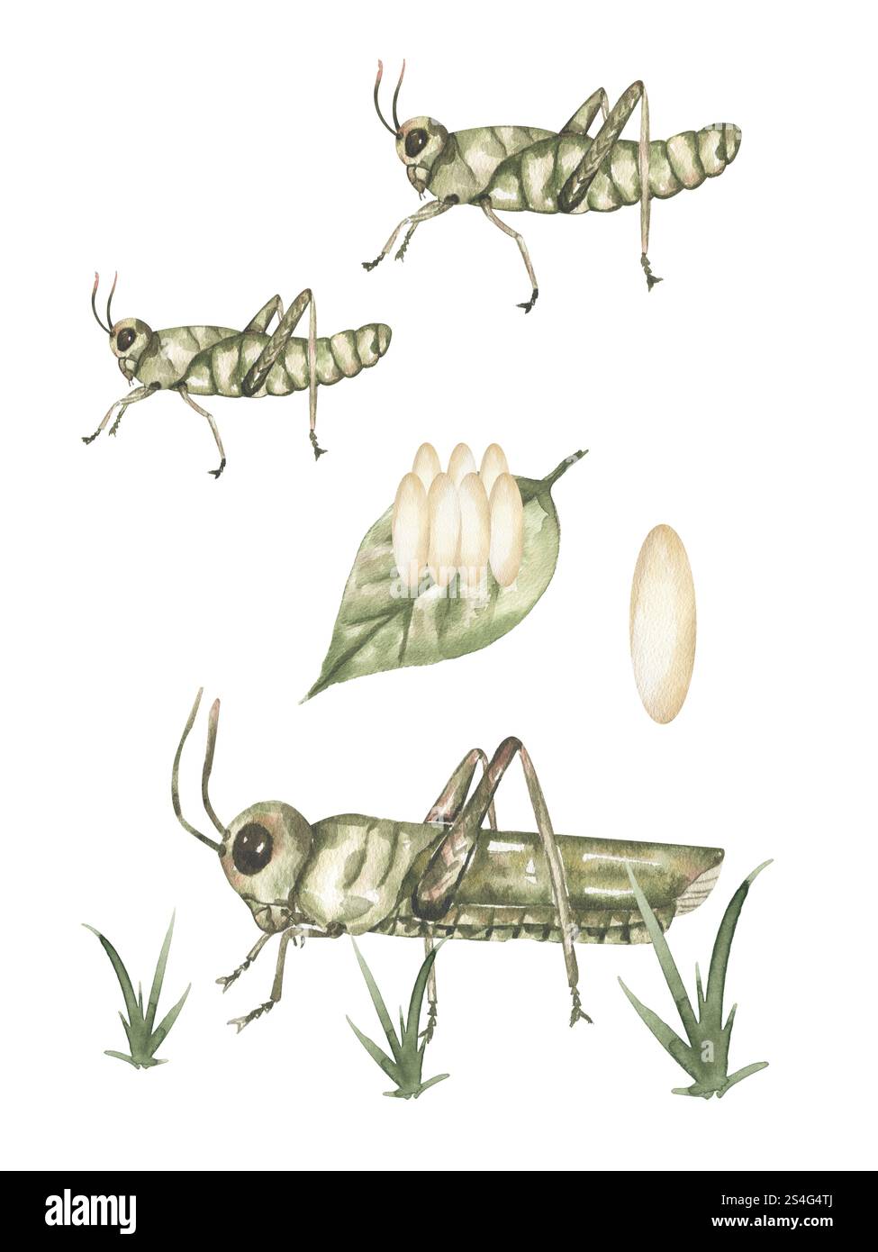 watercolor hand drawn grasshopper life cycle illustration poster ...