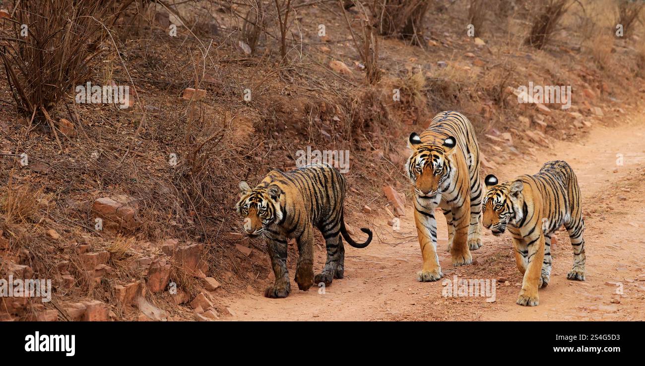 The magnificent Royal Bengal Tigers of India Stock Photo - Alamy