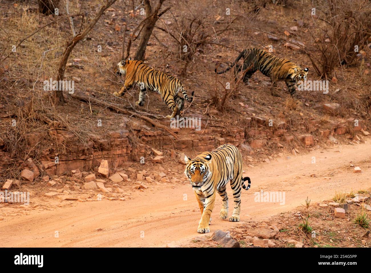 The magnificent Royal Bengal Tigers of India Stock Photo - Alamy