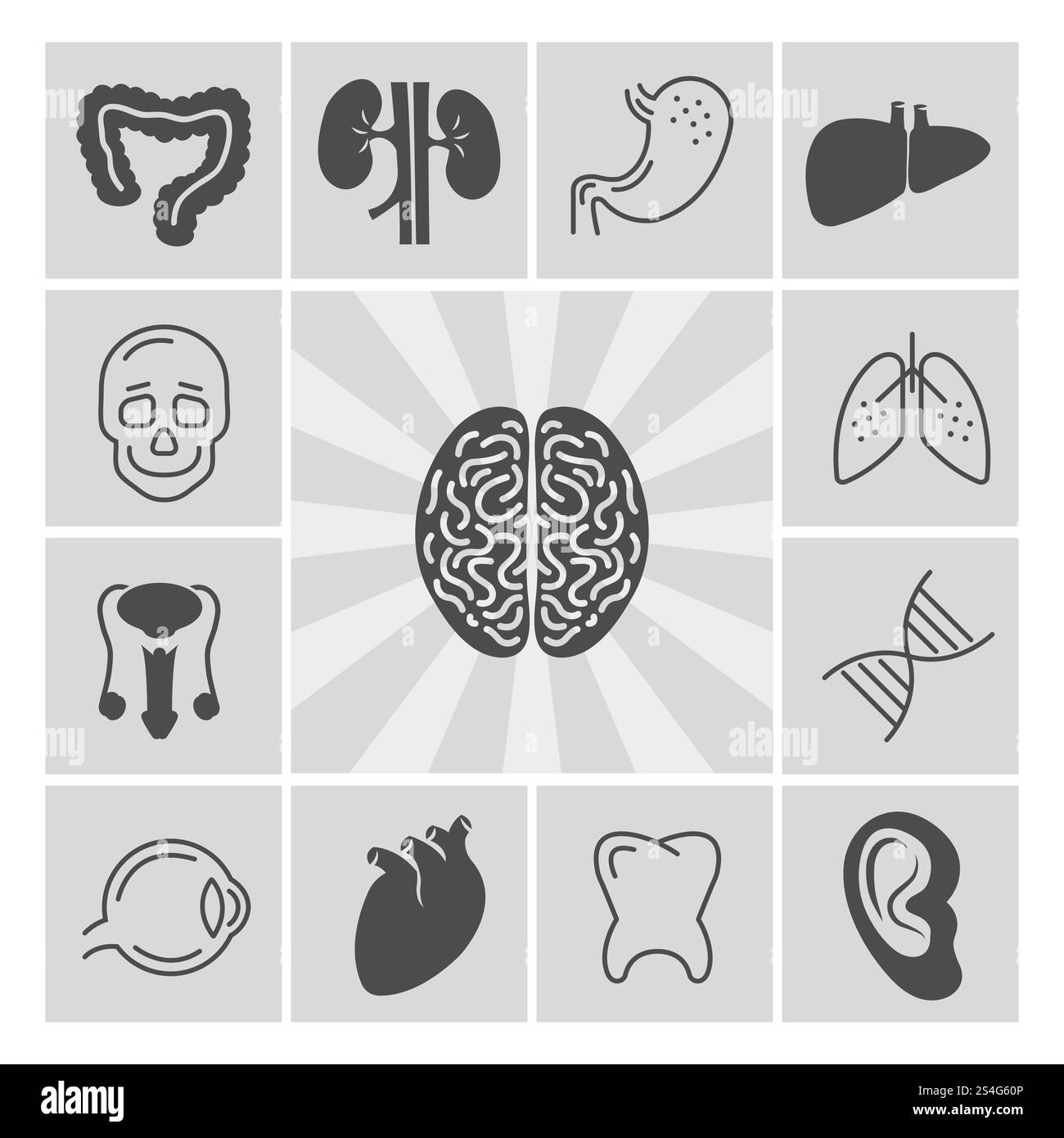 Human organs medical thin line and silhouette icons. Vector ...