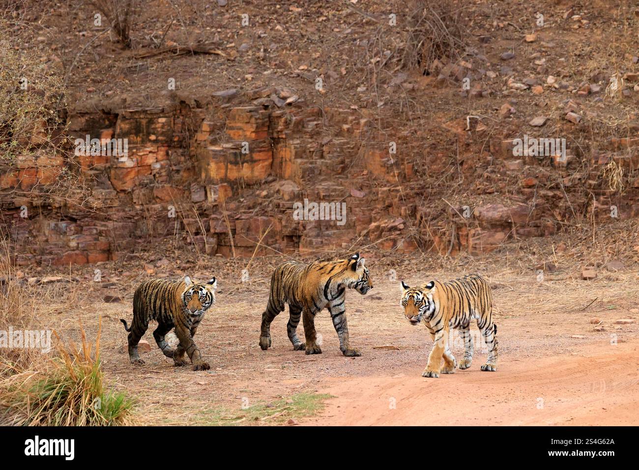 The magnificent Royal Bengal Tigers of India Stock Photo - Alamy