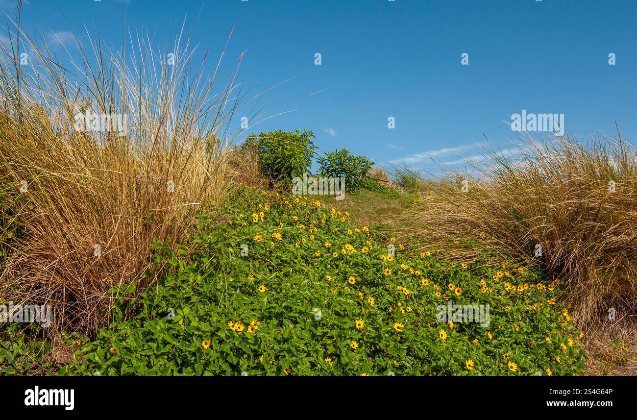 .A large mass of beach sunflowers, Helianthus debilis, grows with ...
