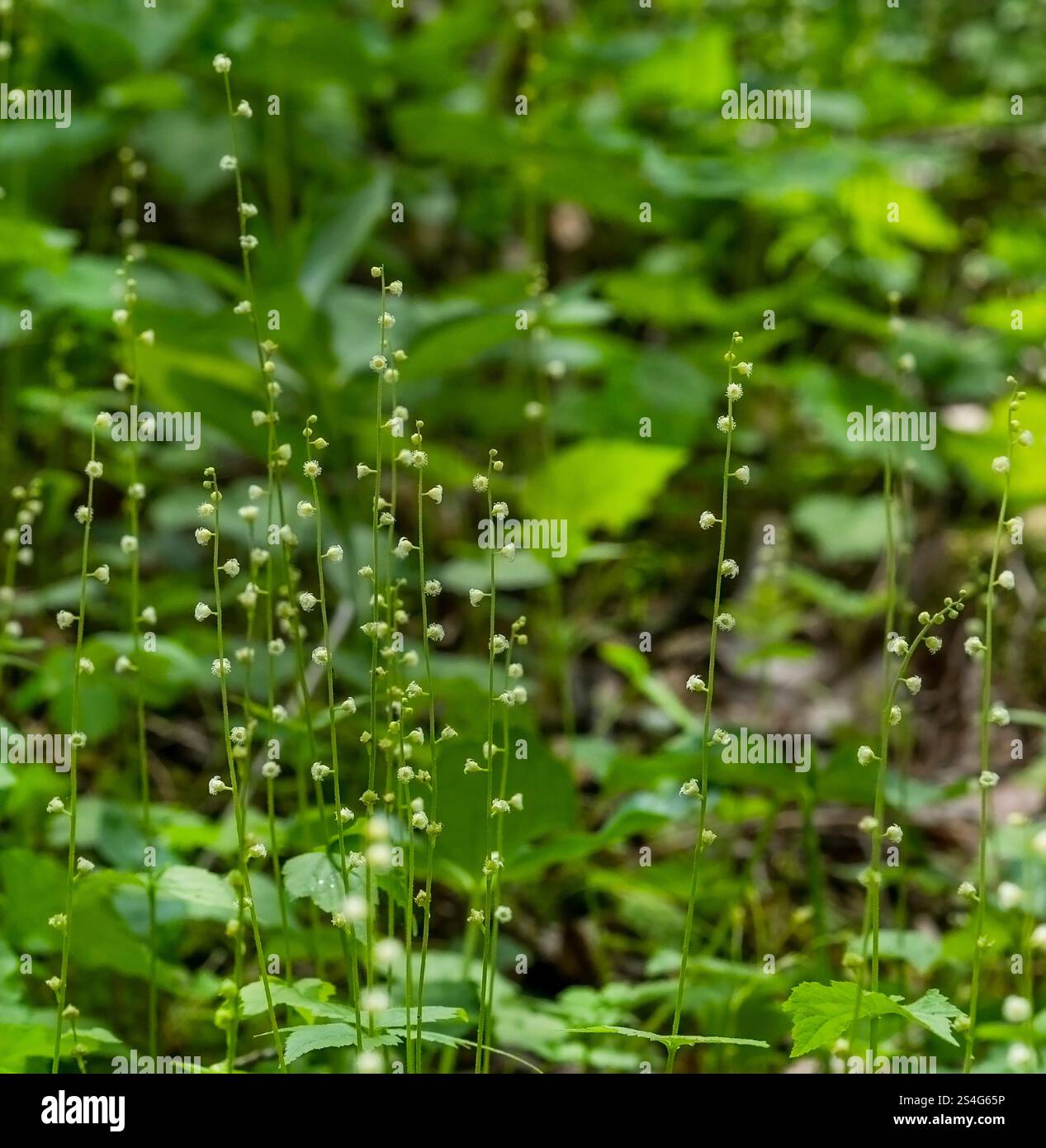 Spring woodland flower Bishop's Cap, Mitella diphylla, with a long ...