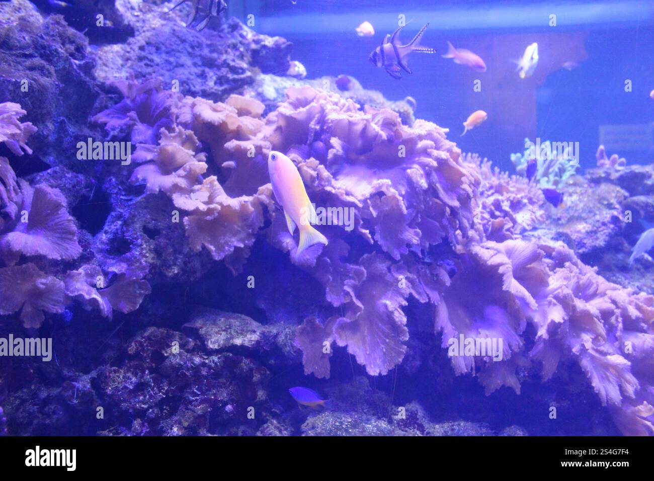 different tropical algae in the aquarium. Plants in an indoor aquarium ...