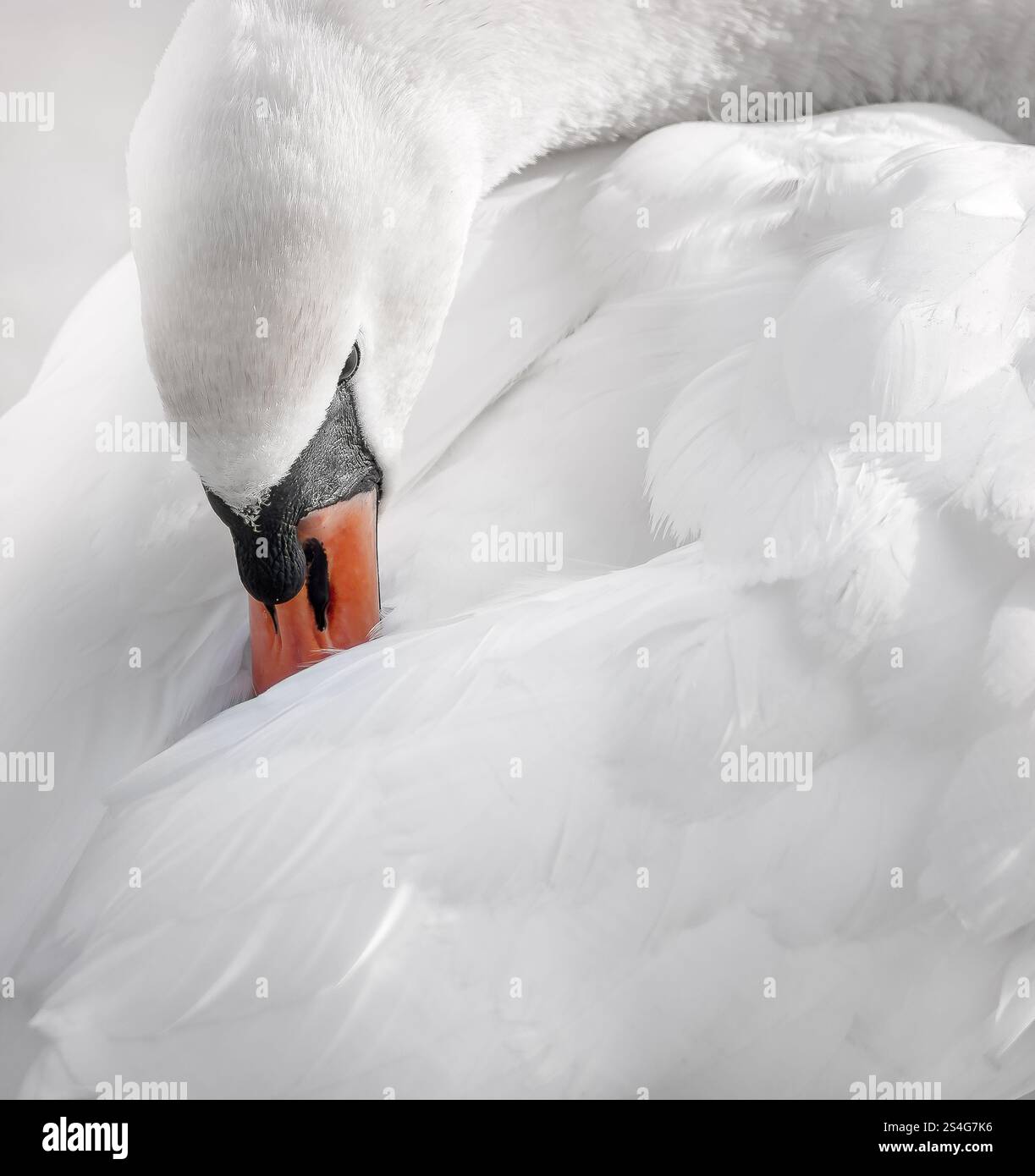 Close-up of mute swan who preens its wing feathers. Monochrome ...