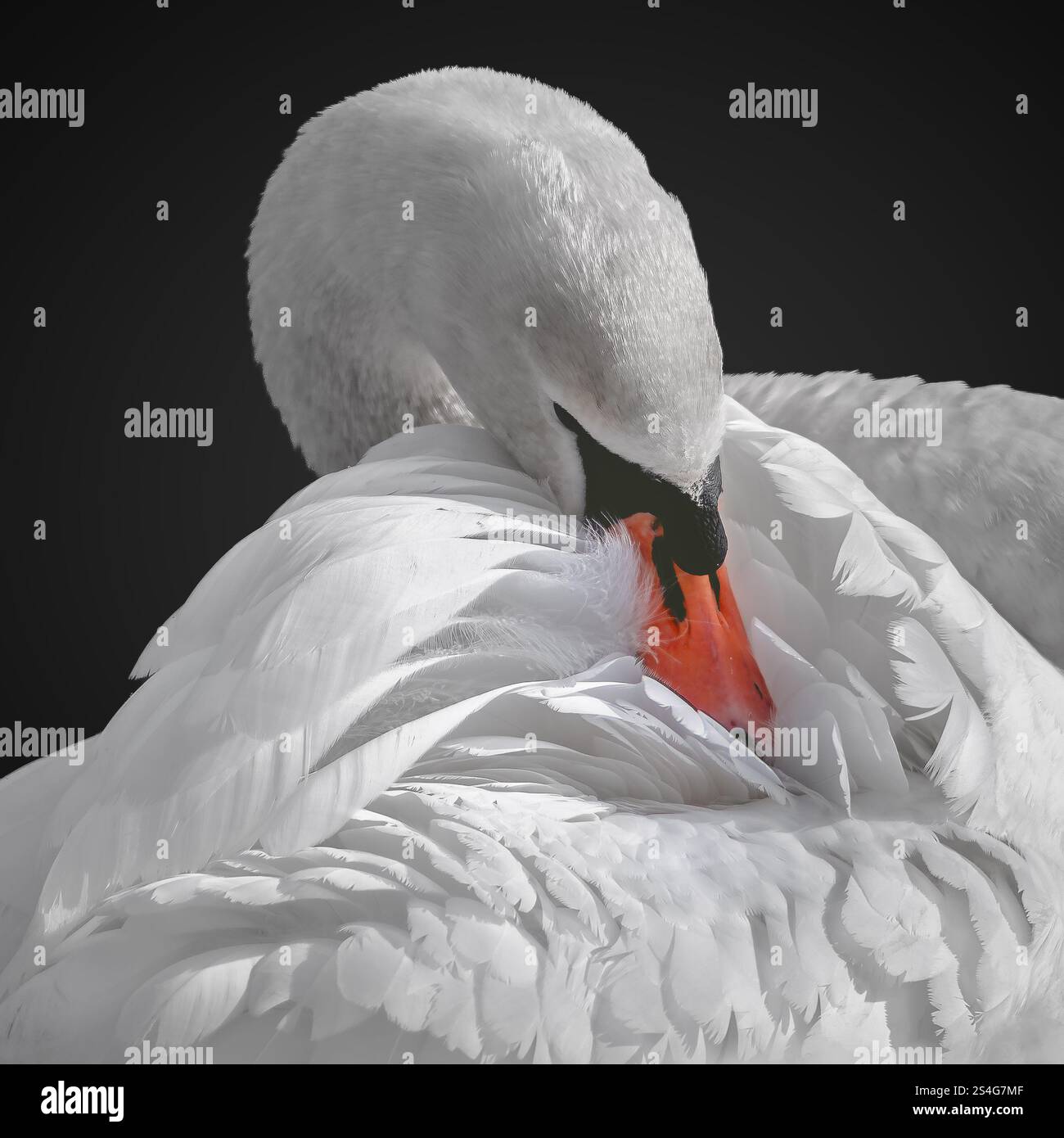 Close up of mute swan who preens its wing feathers. Monochrome ...