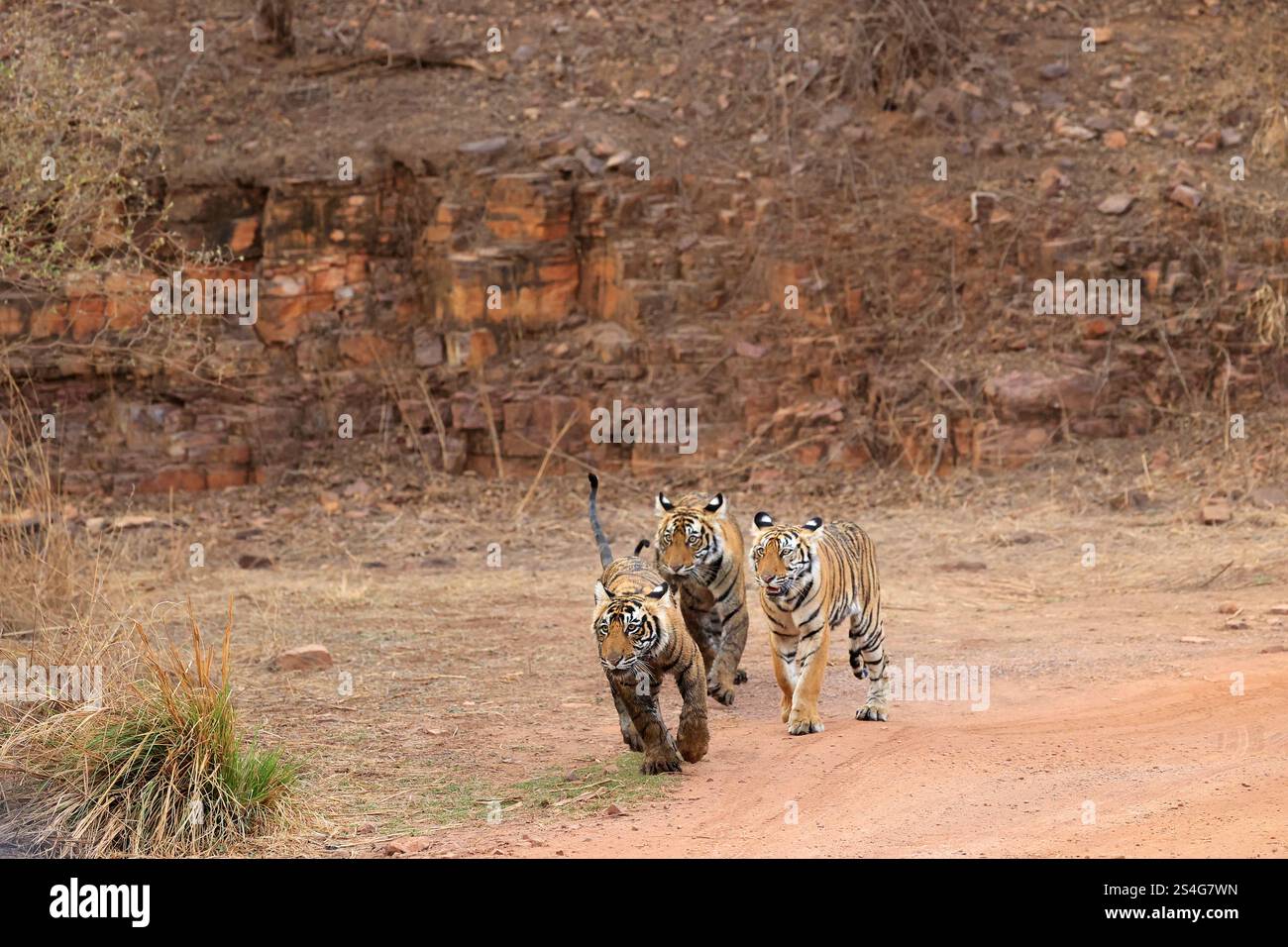 The magnificent Royal Bengal Tigers of India Stock Photo - Alamy