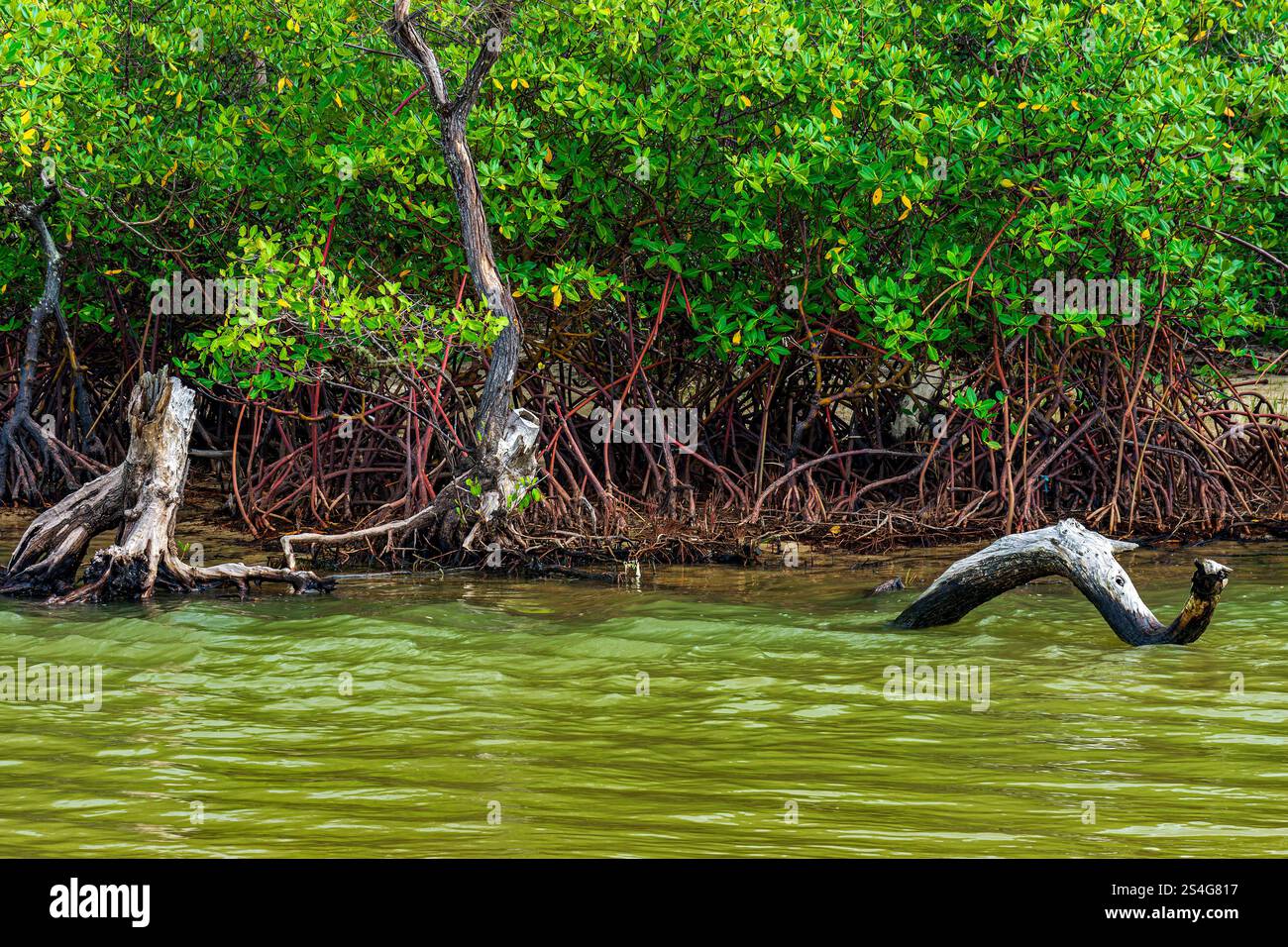 Mangrove vegetation and roots in Serra Grande on the south coast of ...