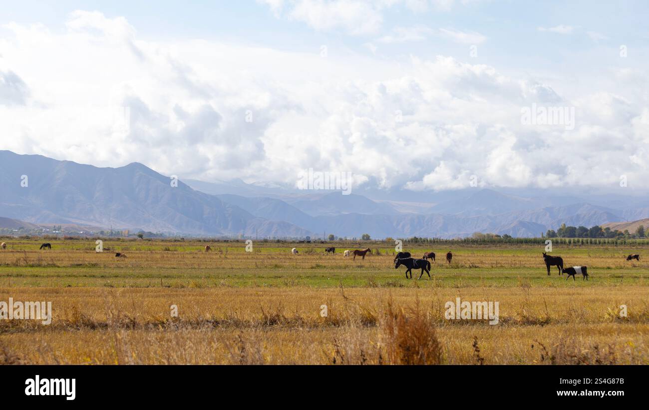 horse walking on the horizontal line in the savannah at Central Asia ...