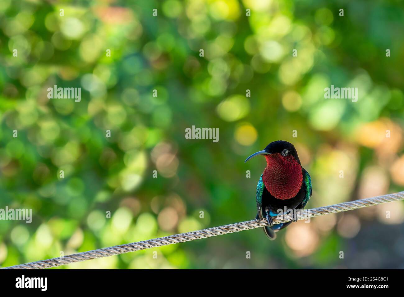 Territorialite hi-res stock photography and images - Alamy