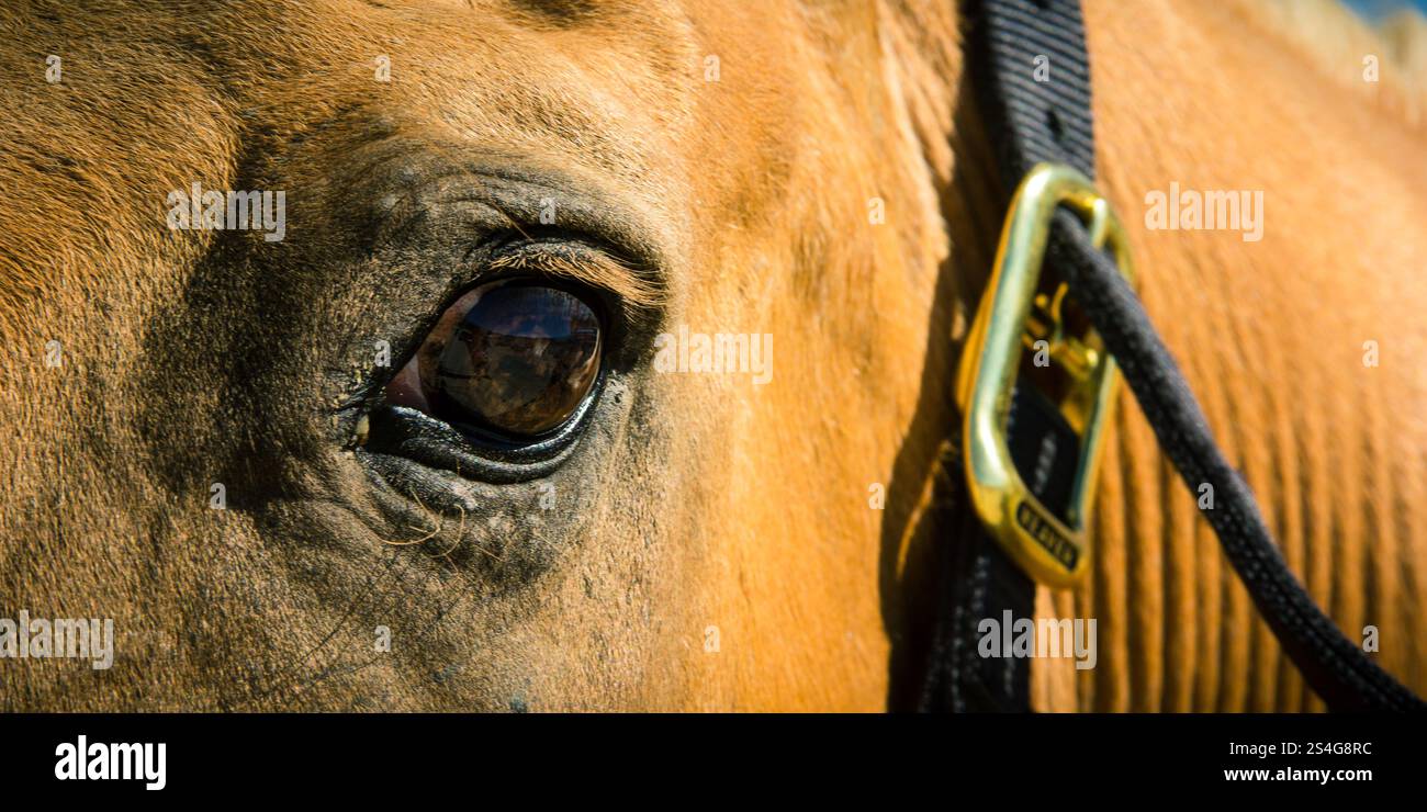 A horse's eye is shown with a black strap around its neck. The strap is ...