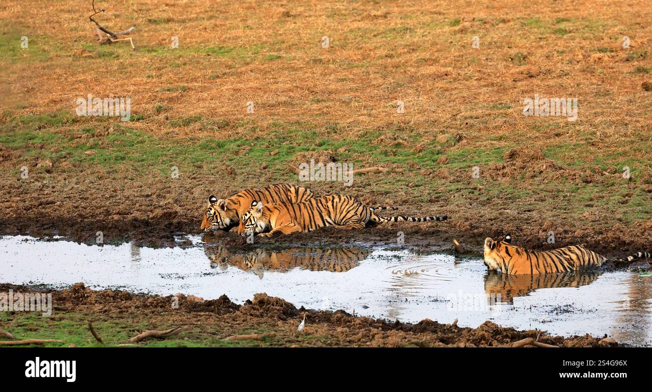 The magnificent Royal Bengal Tigers of India Stock Photo - Alamy