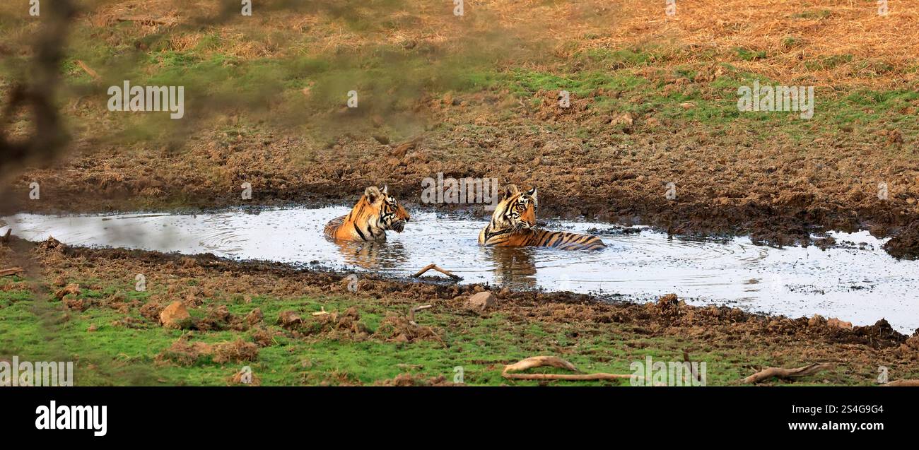The magnificent Royal Bengal Tigers of India Stock Photo - Alamy