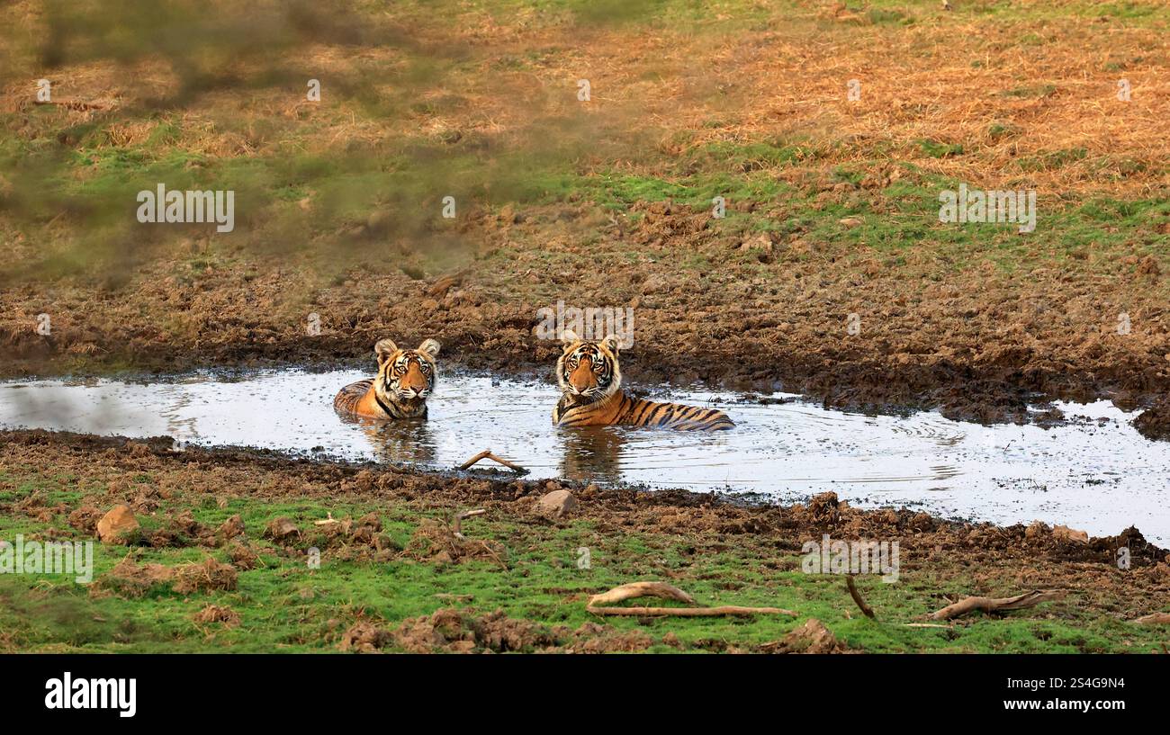 The magnificent Royal Bengal Tigers of India Stock Photo - Alamy