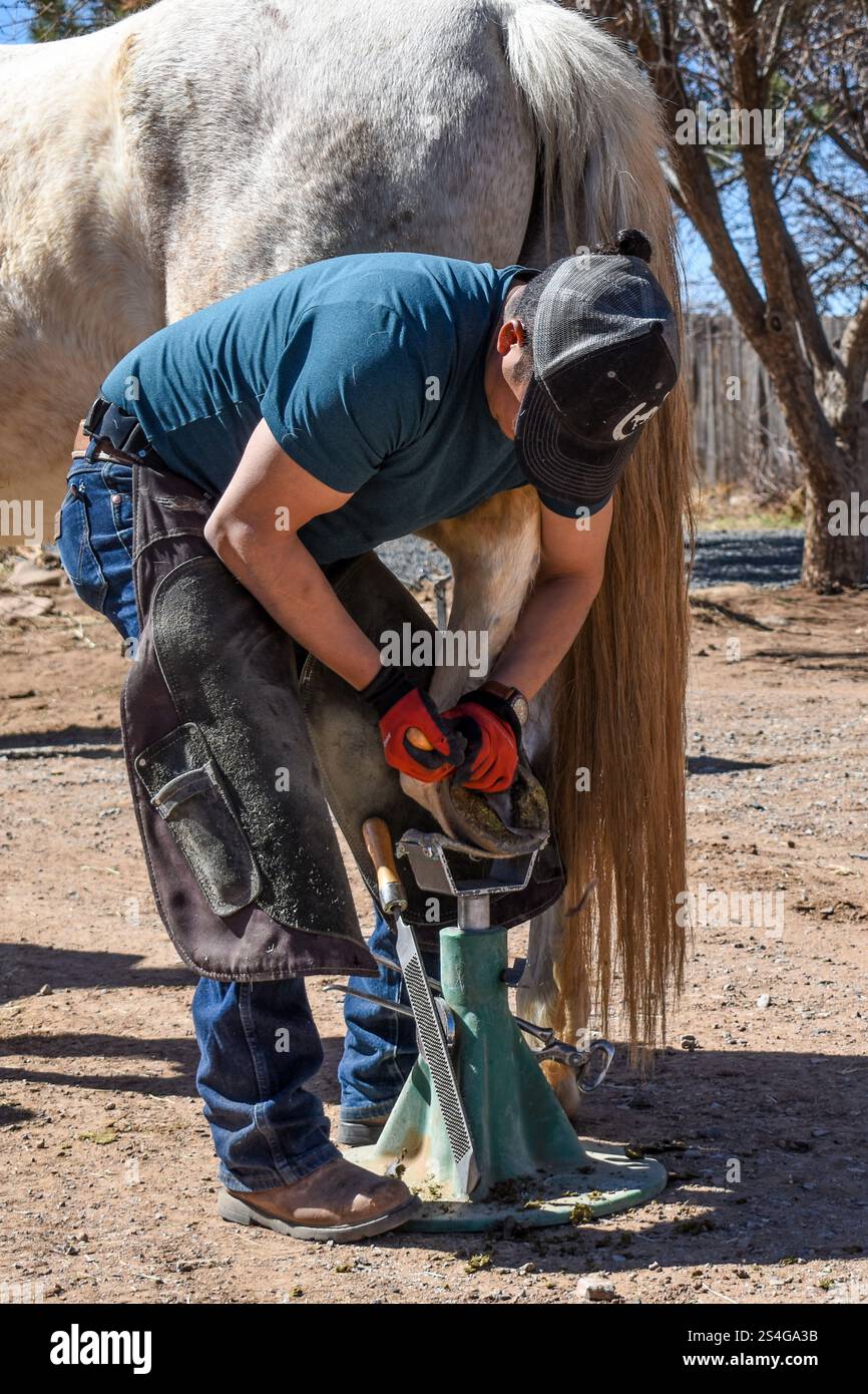 A horse hoof farrier putting horseshoes on a young horse for the first ...