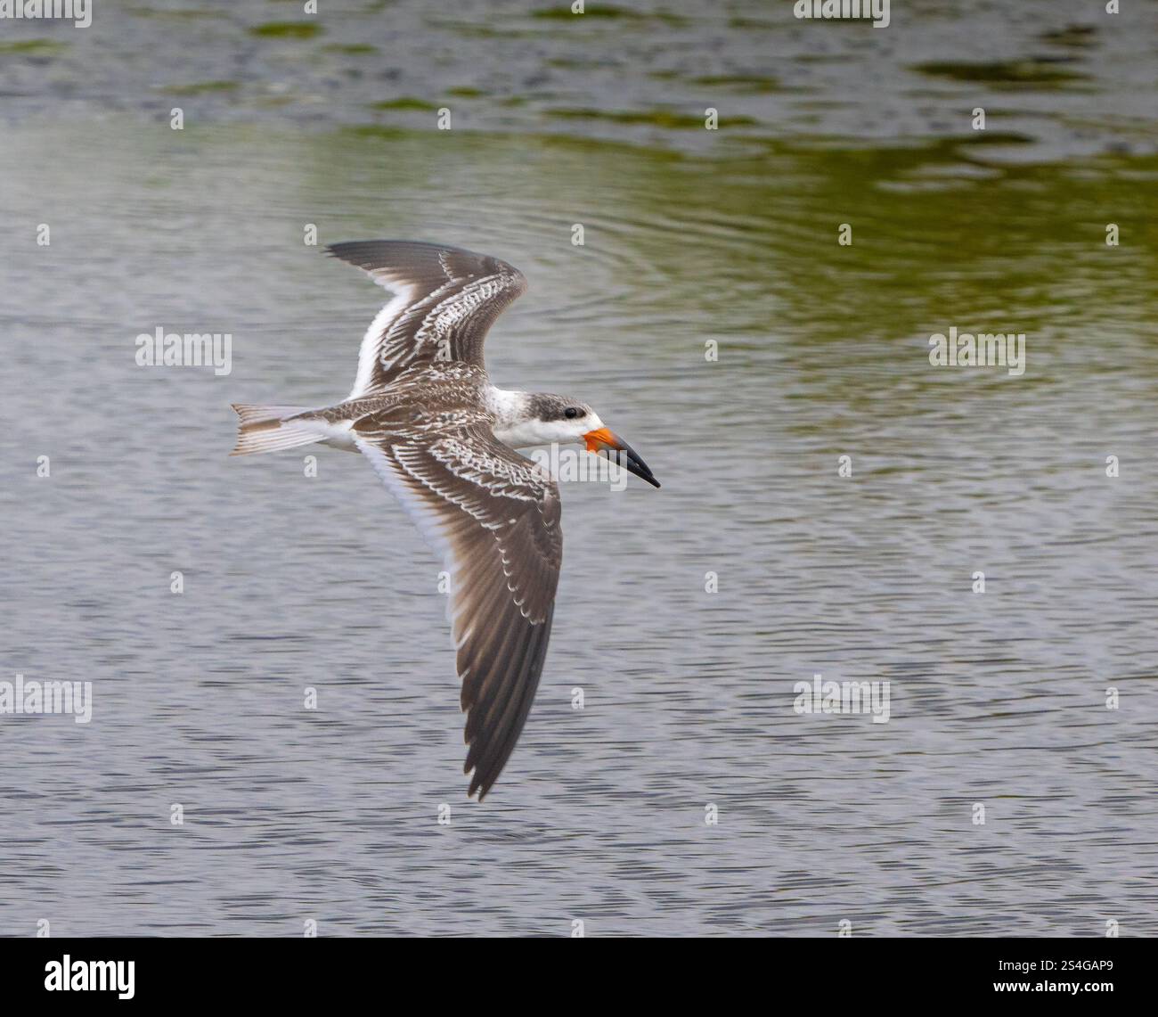 Black Skimmer (Rynchops niger Stock Photo - Alamy