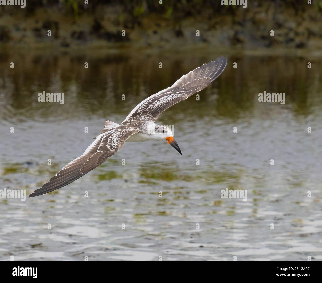 Black Skimmer (Rynchops niger Stock Photo - Alamy