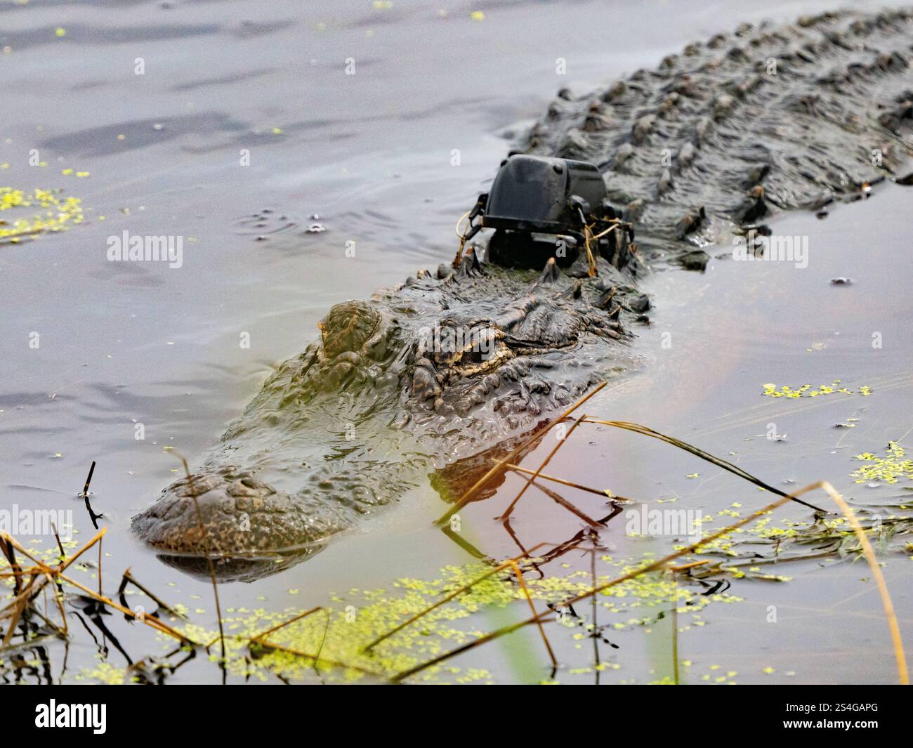 American Alligator (Alligator mississippiensis) with telemetry pod ...
