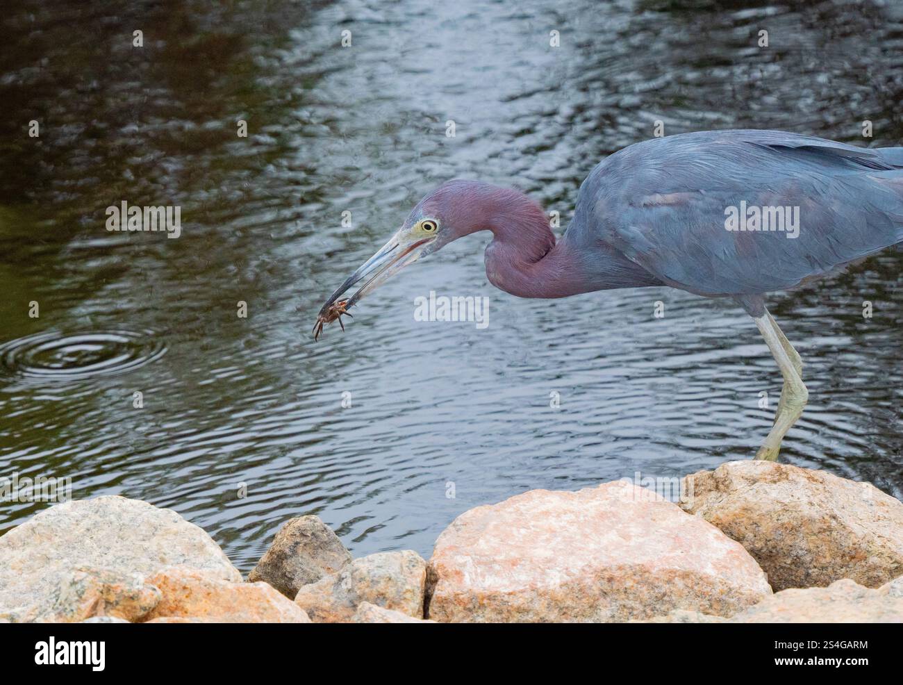 Little Blue Heron (Egretta caerulea) with a small crab in its beak ...