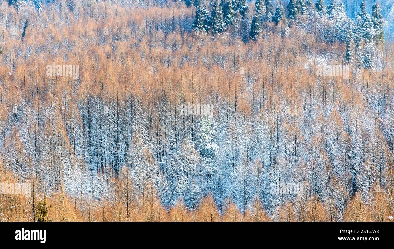 Chongqing. 11th Jan, 2025. This photo taken on Jan. 11, 2025 shows the ...