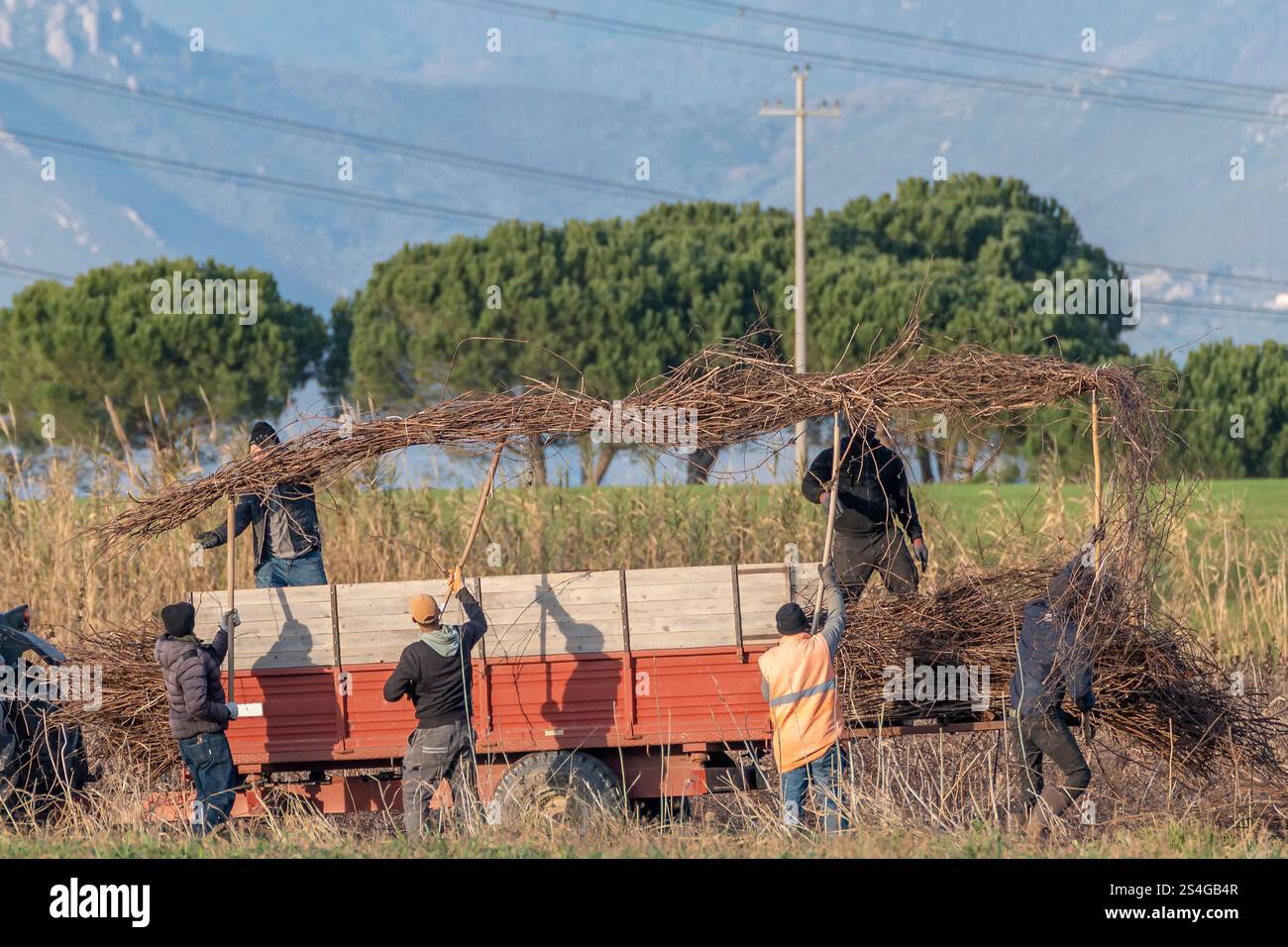 A group of farm workers lift a large bundle of vine cuttings to load it ...