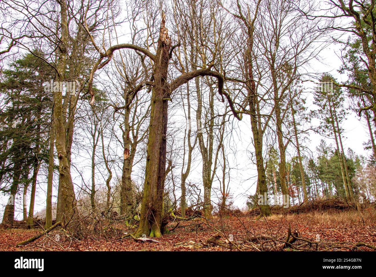 Dundee, Tayside, Scotland, UK. 12th Jan, 2025. UK Weather: Templeton ...